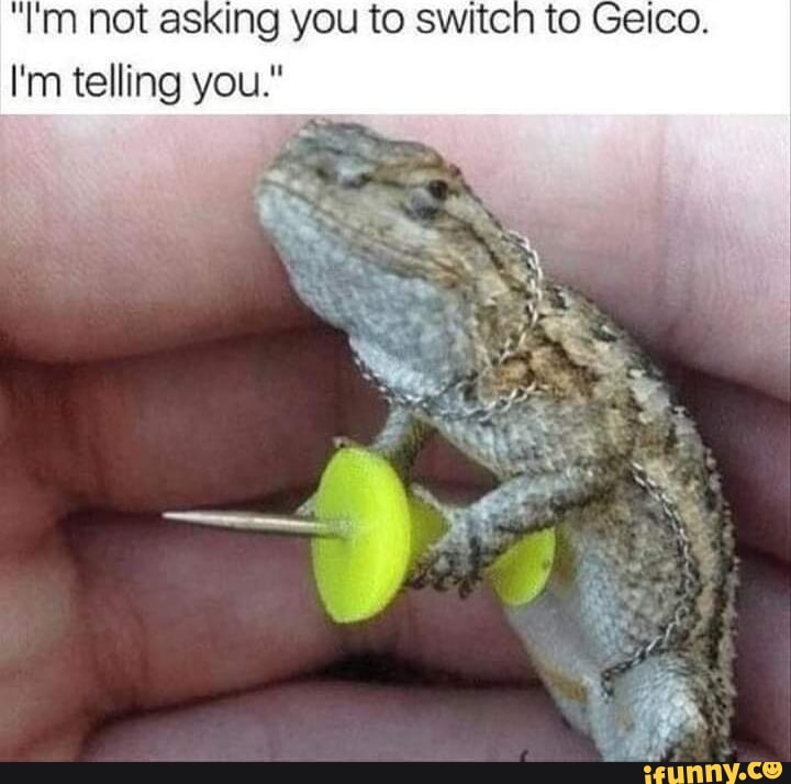Not asking you to switch to Geico. I'm telling you." - iFunny