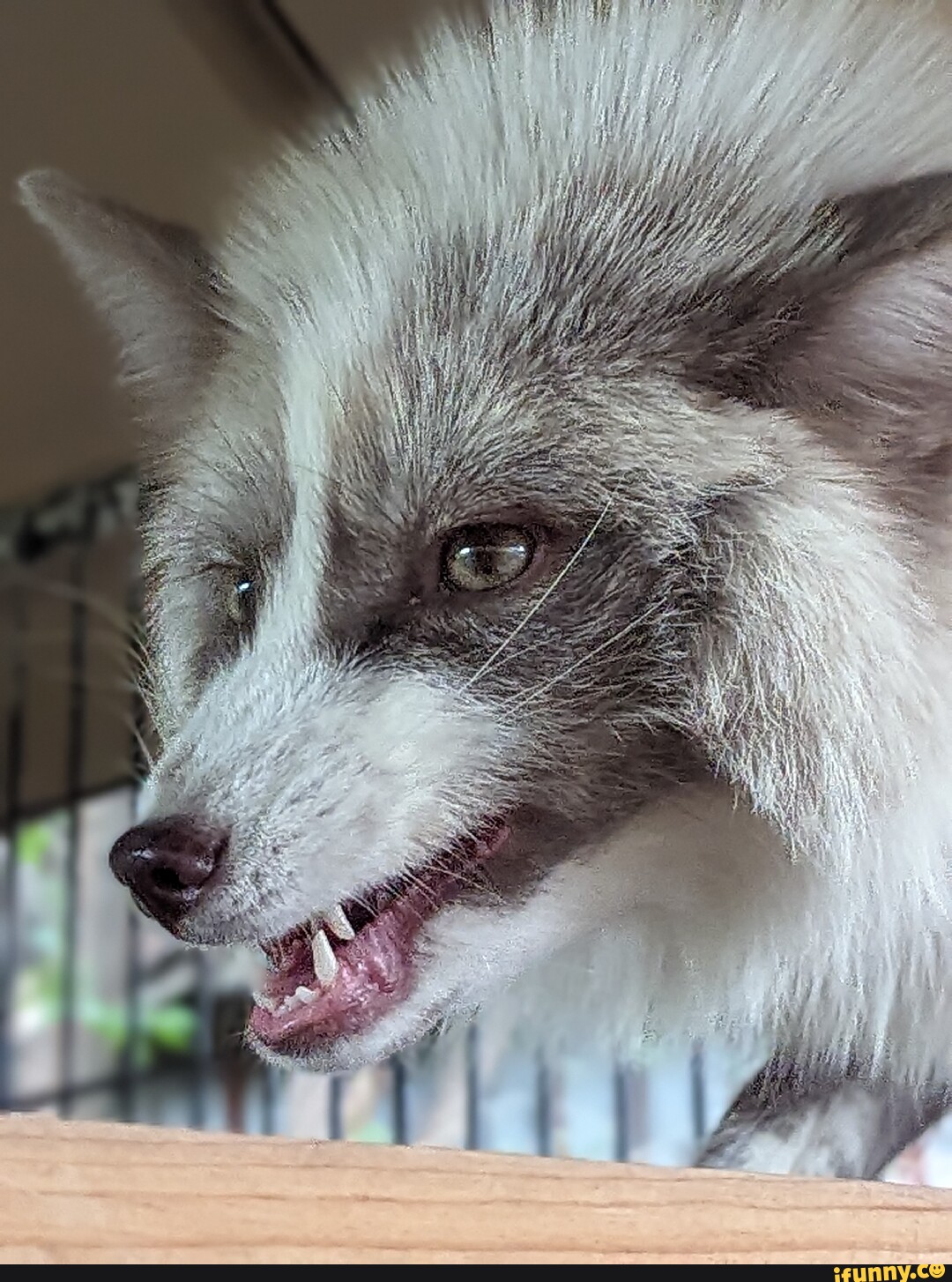 Tfm_opal memes. Best Collection of funny Tfm_opal pictures on iFunny