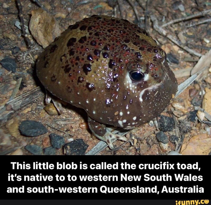 This little blob is called the crucifix toad, it's native to to western ...