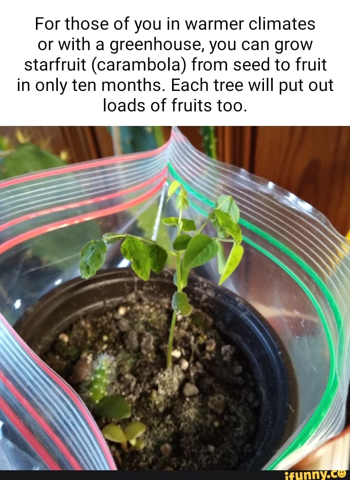 Starfruit memes. Best Collection of funny Starfruit pictures on iFunny