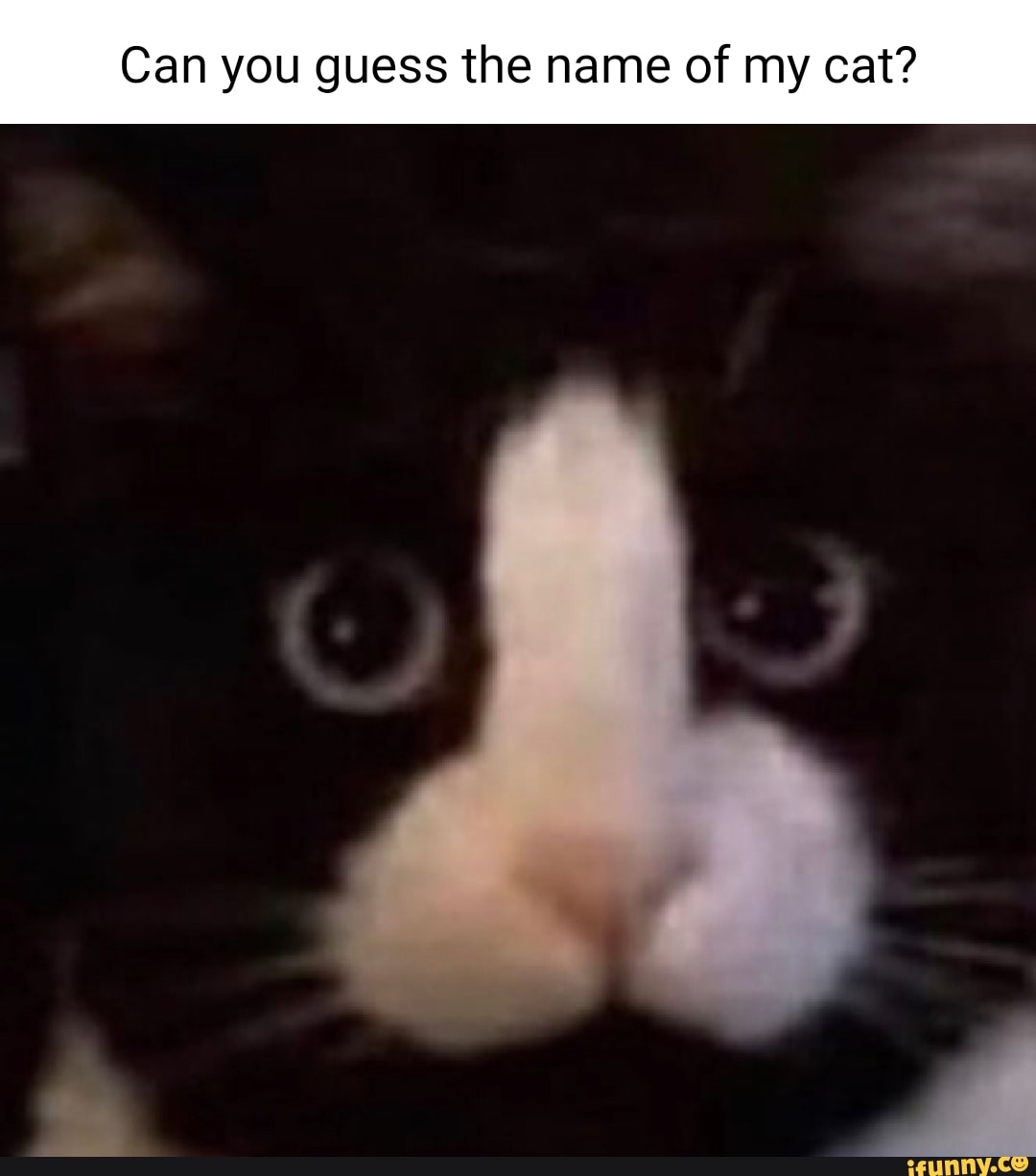 Can you guess the name of my cat? - iFunny