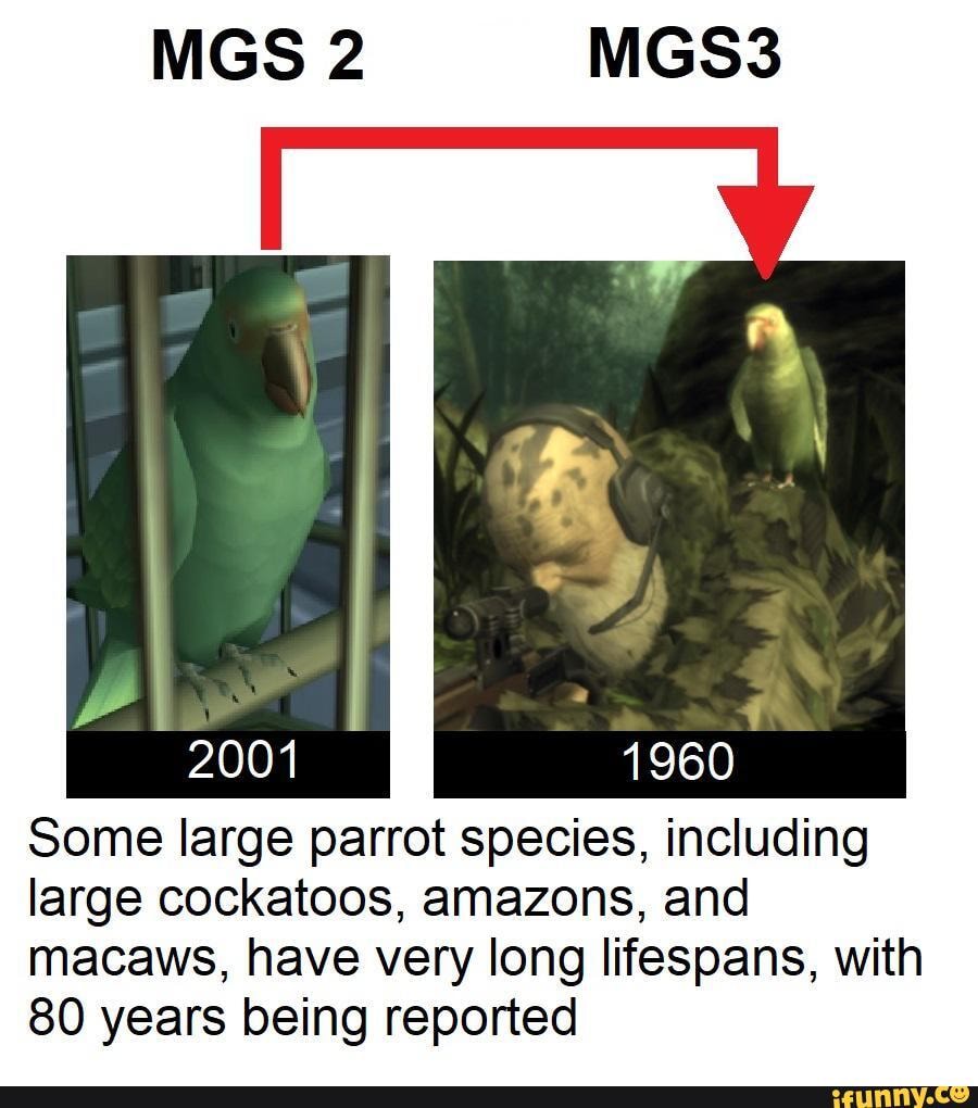 Macaws memes. Best Collection of funny Macaws pictures on iFunny