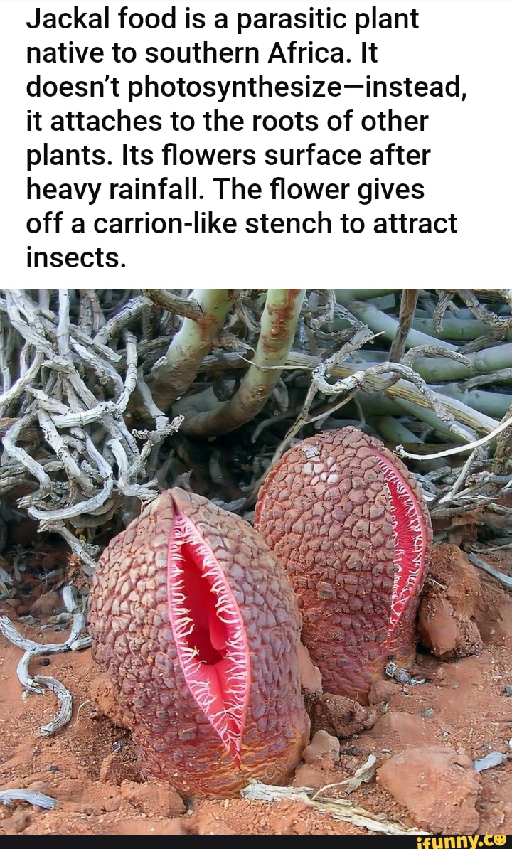 Carrion memes. Best Collection of funny Carrion pictures on iFunny