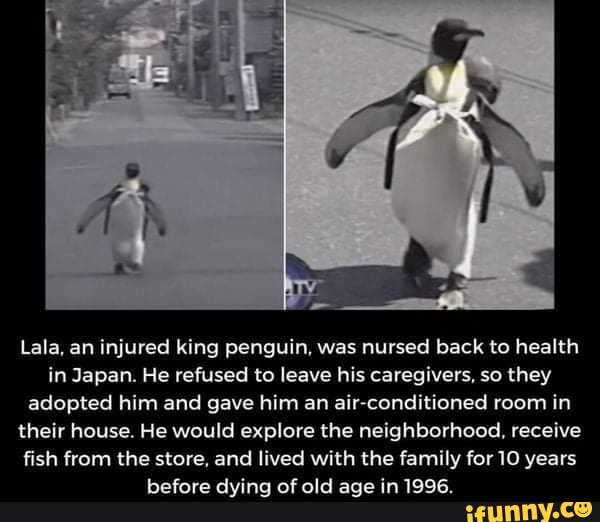 Lala, the pet penguin - Lala, an injured king penguin, was nursed back ...