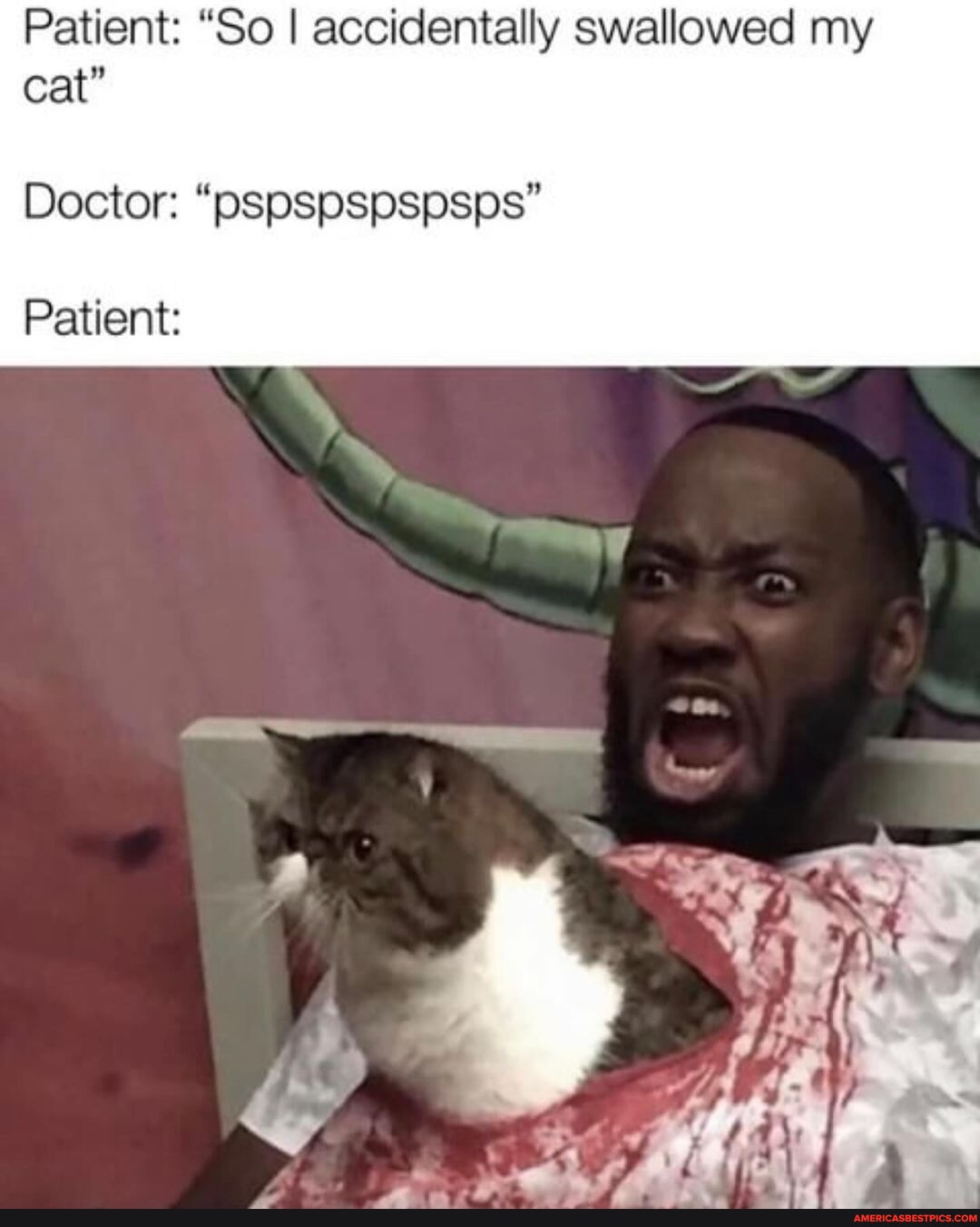 Catmemes catmemesdaily cat kitten instacat catmemesarethebest memecat ...