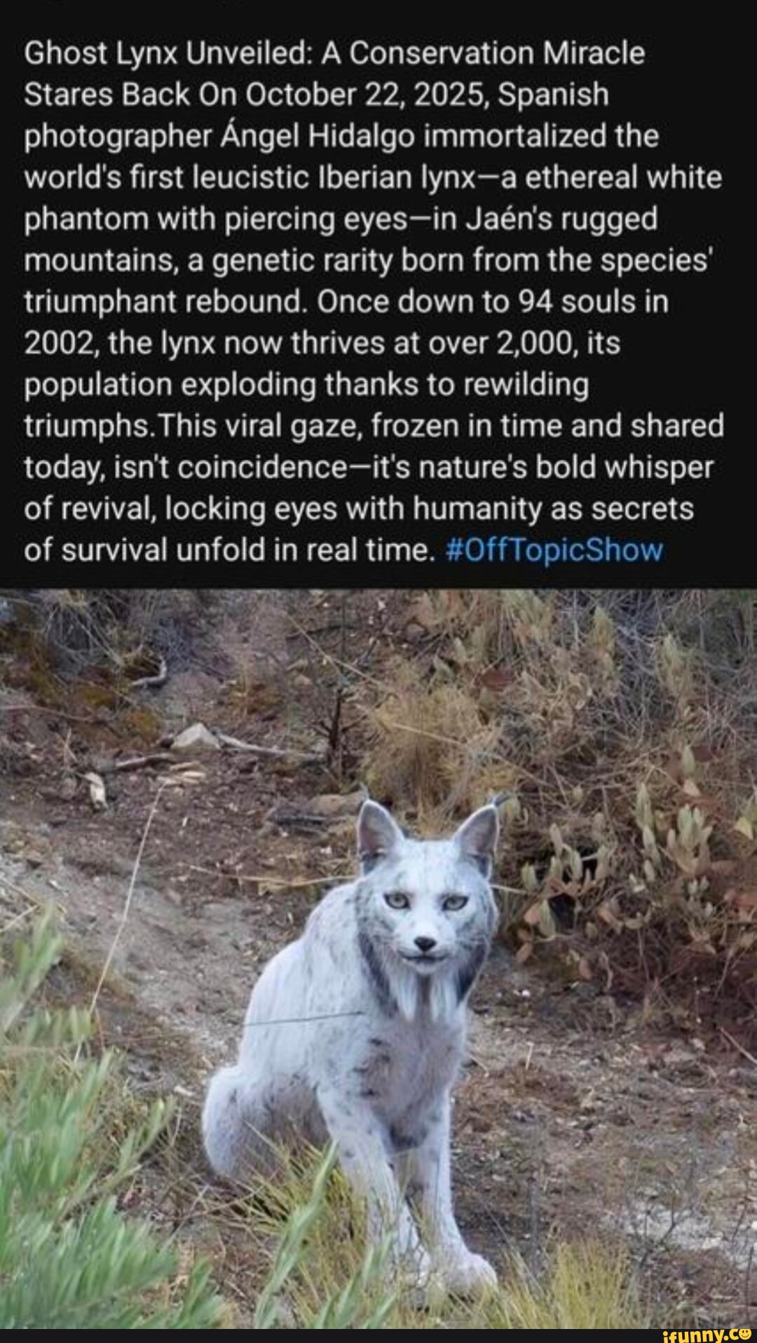 Ghost Lynx Unveiled: A Conservation Miracle Stares Back On October 22 ...