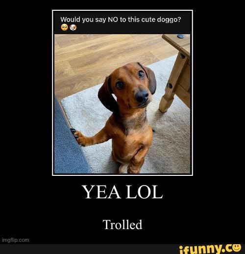 Would you say NO to this cute doggo? YEA LOL Trolled - iFunny