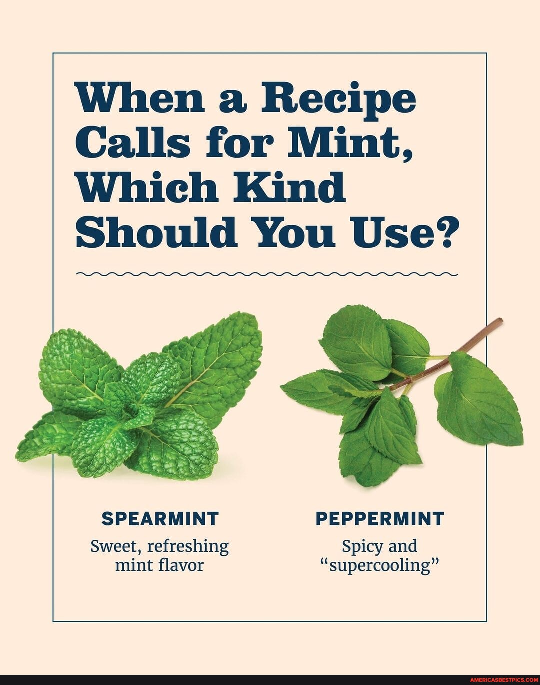 To compare the differences between spearmint and peppermint we lined up ...