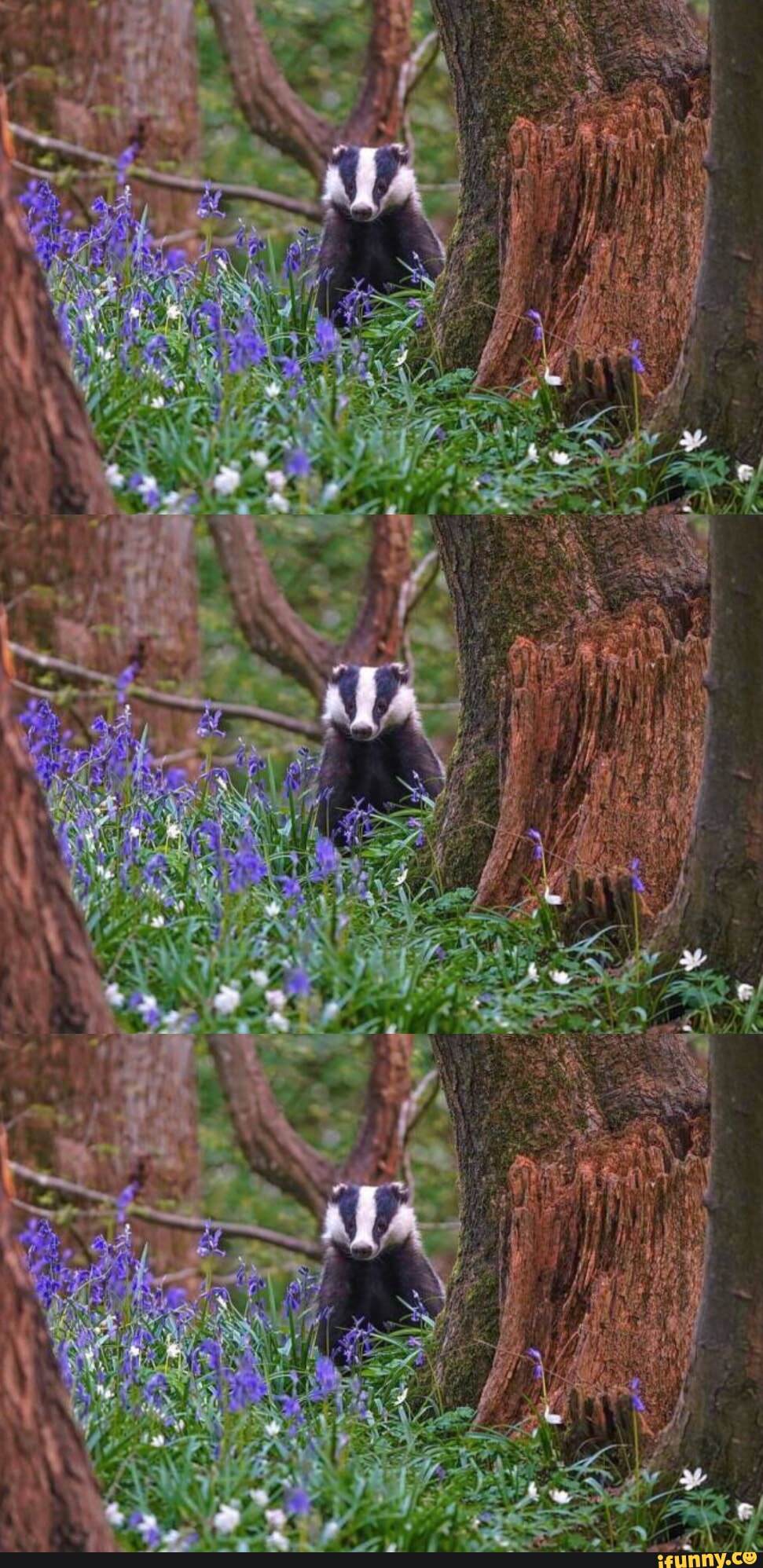 Badger memes. Best Collection of funny Badger pictures on iFunny