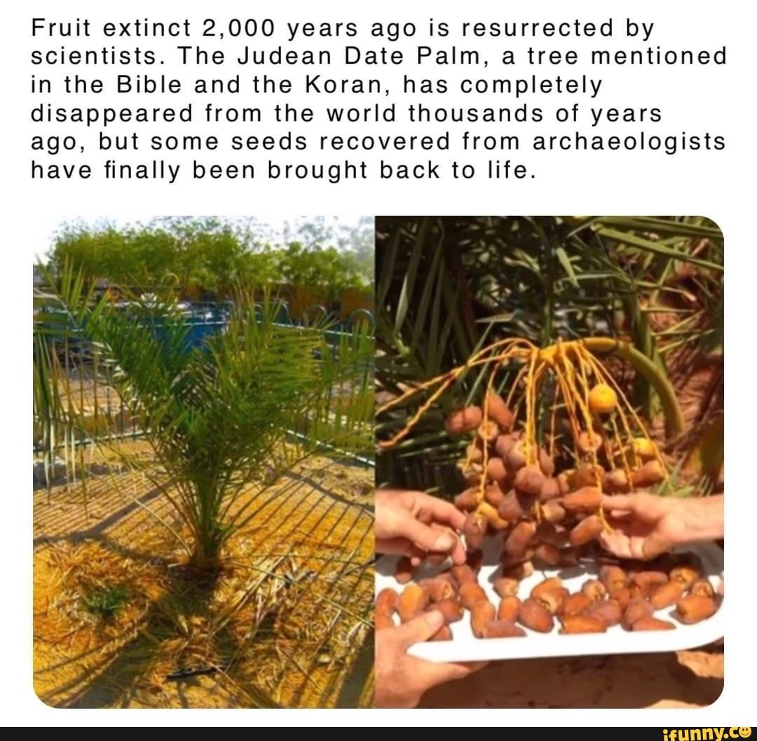 Fruit extinct 2,000 years ago is resurrected by scientists. The Judean ...