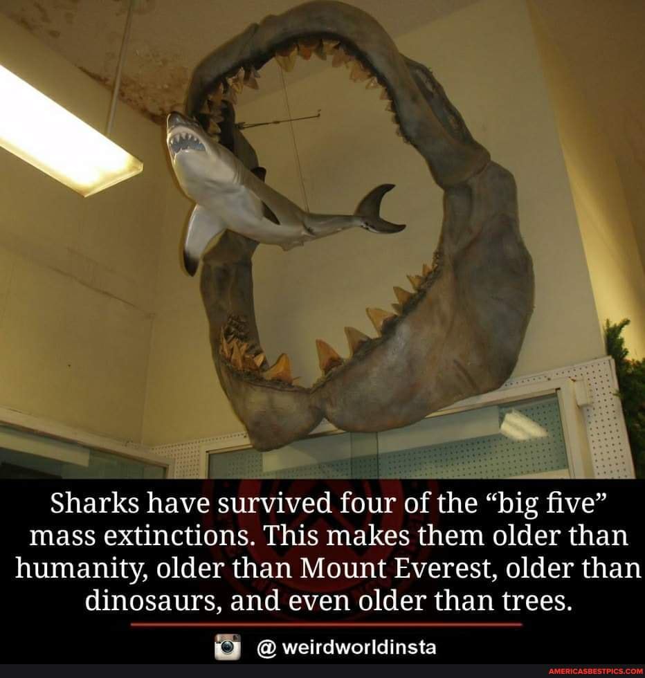 Sharks have survived four of the "big five" mass extinctions. This ...
