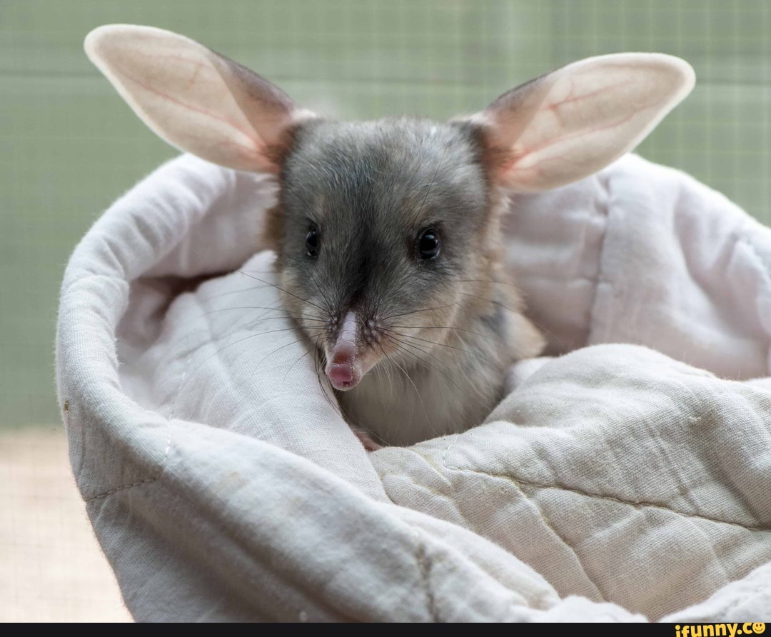 Bilbies memes. Best Collection of funny Bilbies pictures on iFunny