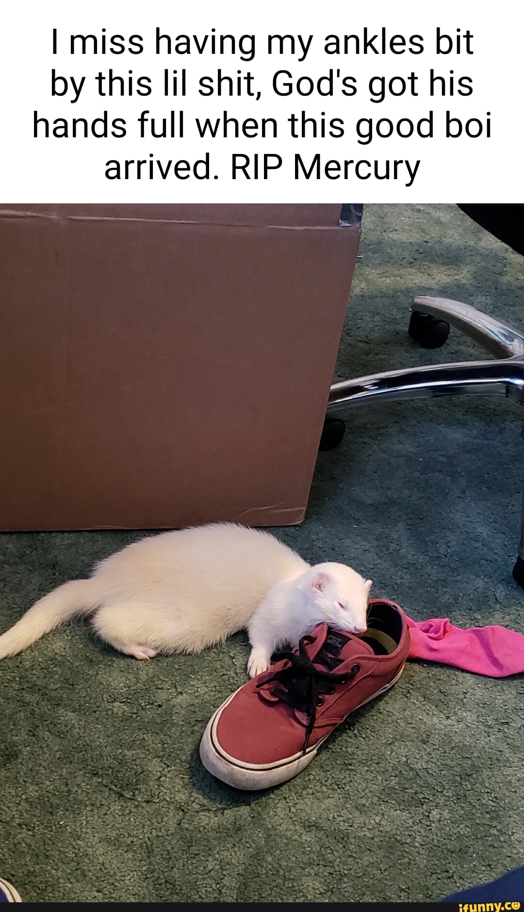 Weasel memes. Best Collection of funny Weasel pictures on iFunny