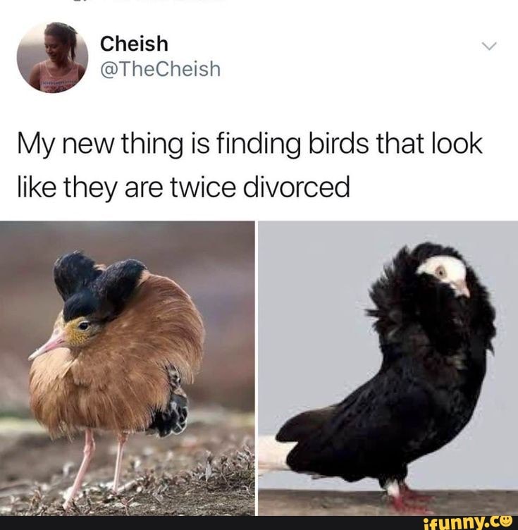 My new thing is finding birds that look like they are twice divorced ...
