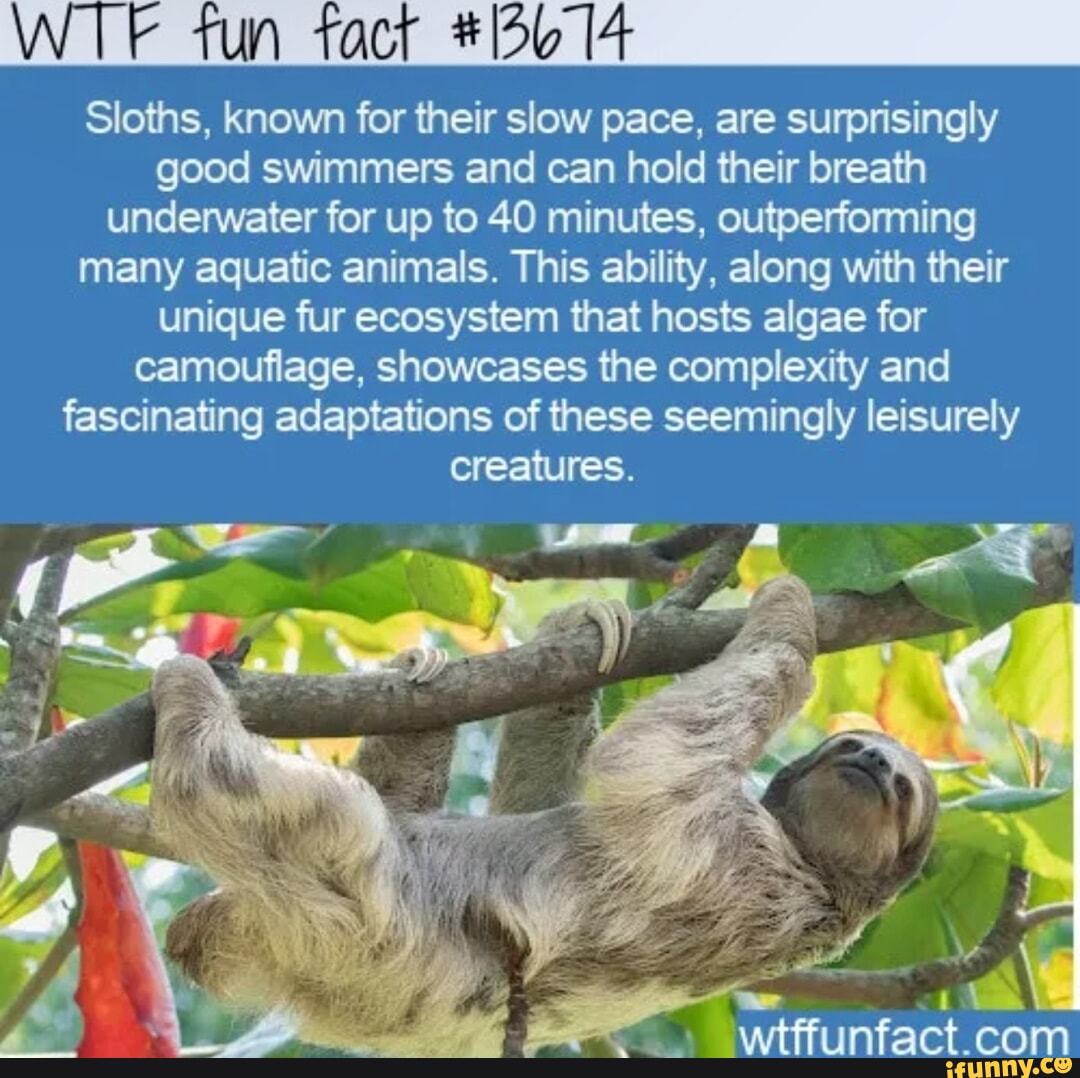 Sloths memes. Best Collection of funny Sloths pictures on iFunny