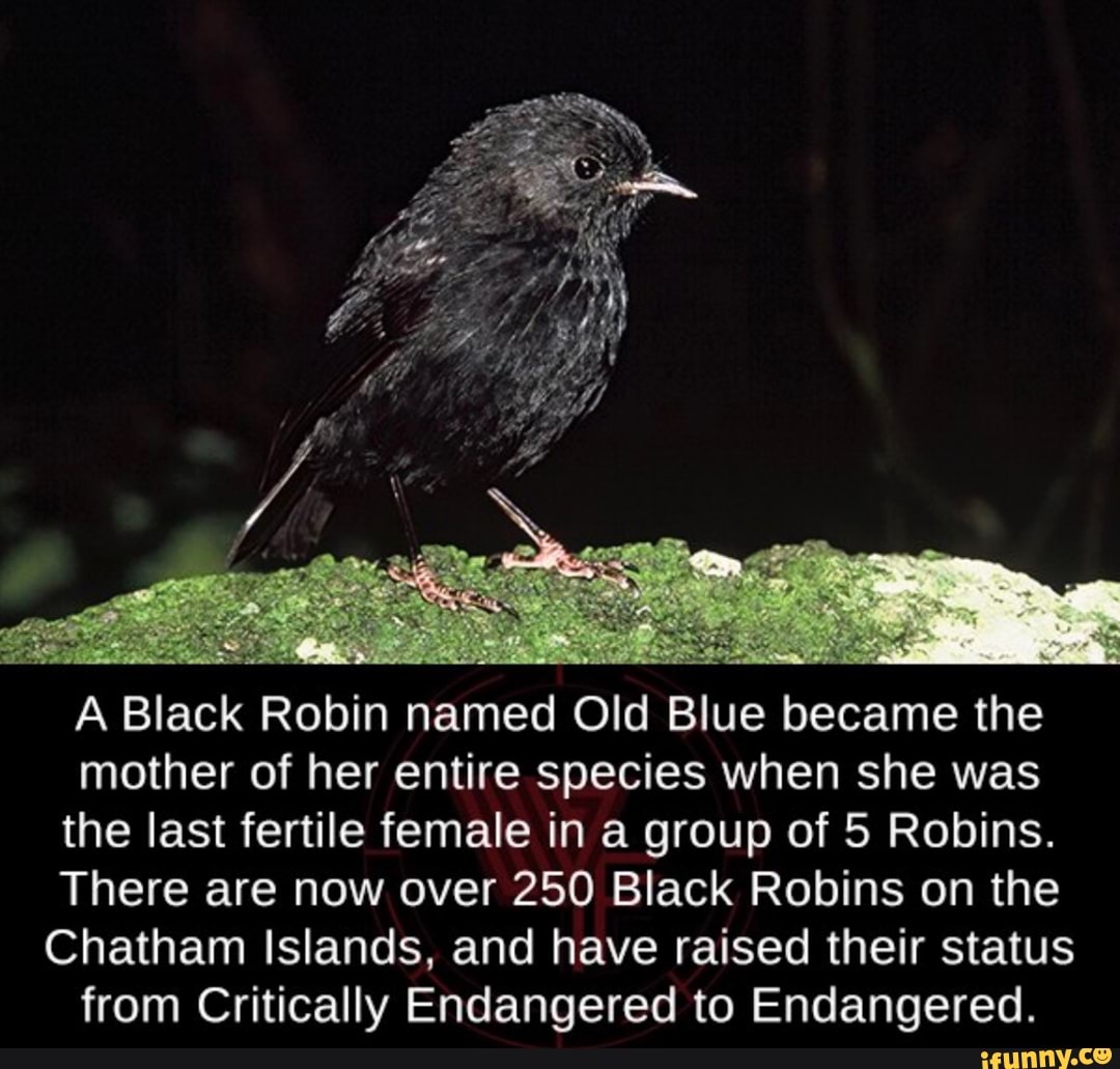 A Black Robin named Old Blue became the mother of her entire species ...