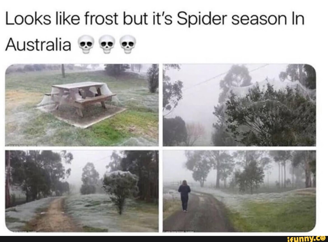 Looks like frost but it's Spider season In Australia es - iFunny