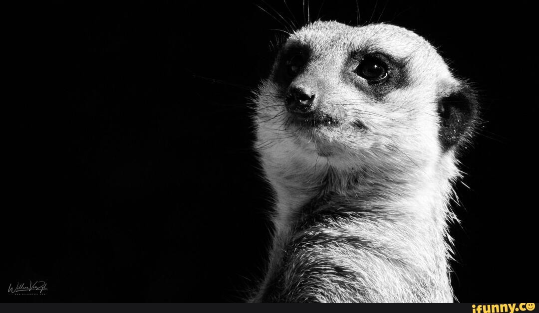 Suricatta memes. Best Collection of funny Suricatta pictures on iFunny