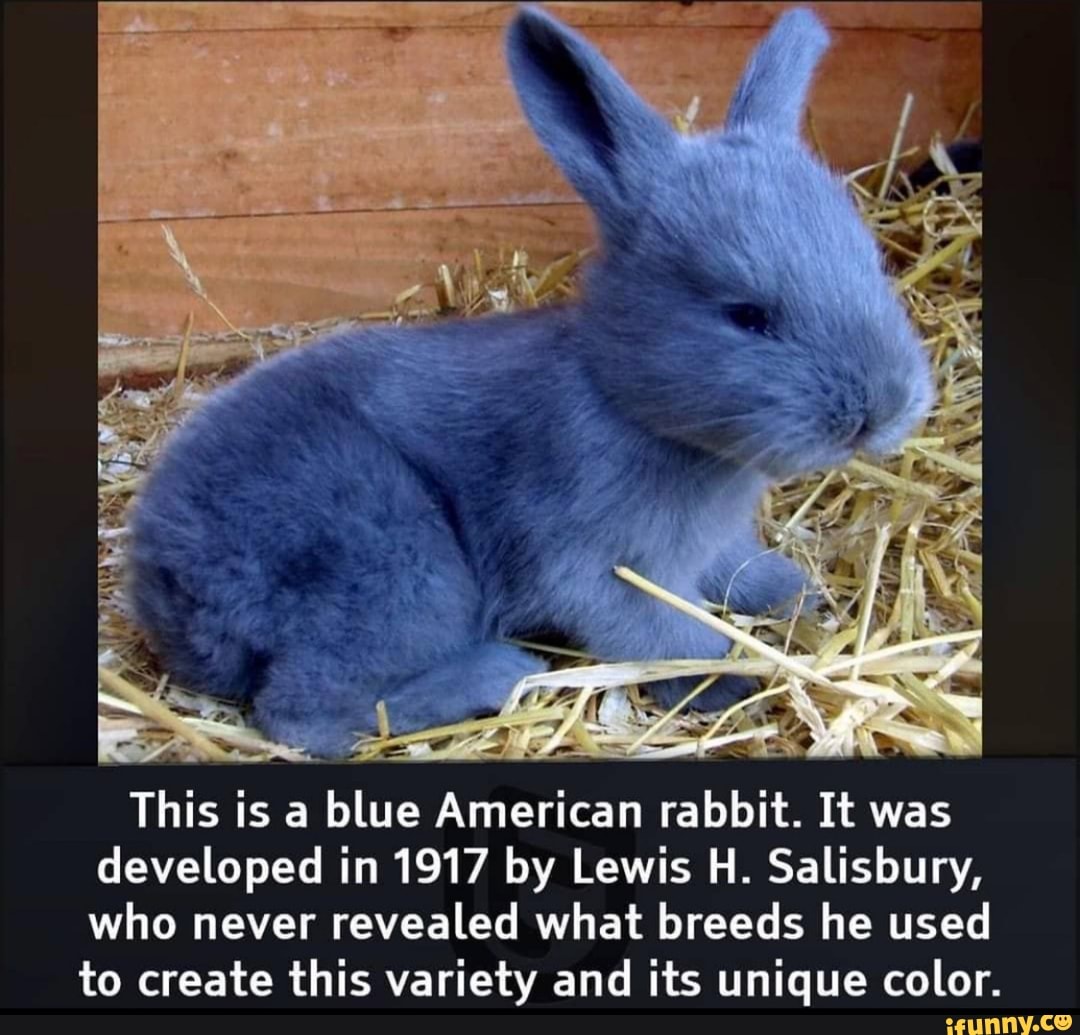 This is a blue American rabbit. It was developed in 1917 by Lewis H ...
