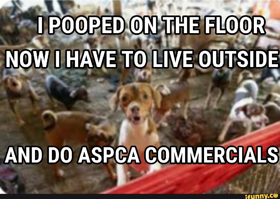 Aspca memes. Best Collection of funny Aspca pictures on iFunny