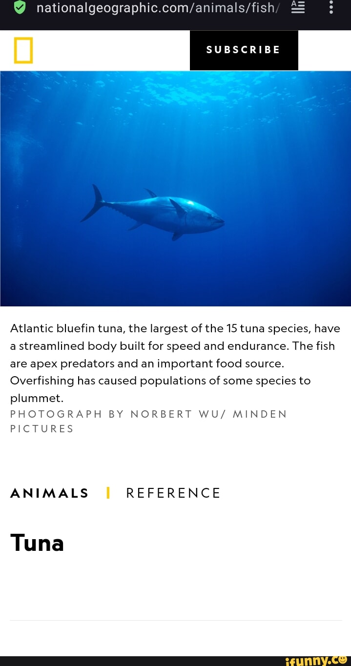 Nationalgeographic com SUBSCRIBE Atlantic bluefin tuna, the largest of ...