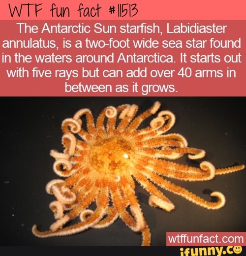 Fun The Antarctic Sun starfish, Labidiaster annulatus, is a two-foot ...