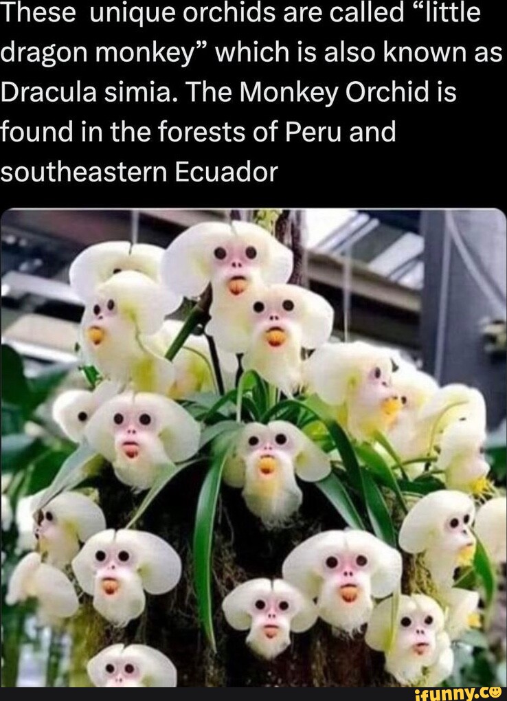 These unique orchids are called "little dragon monkey" which is also ...