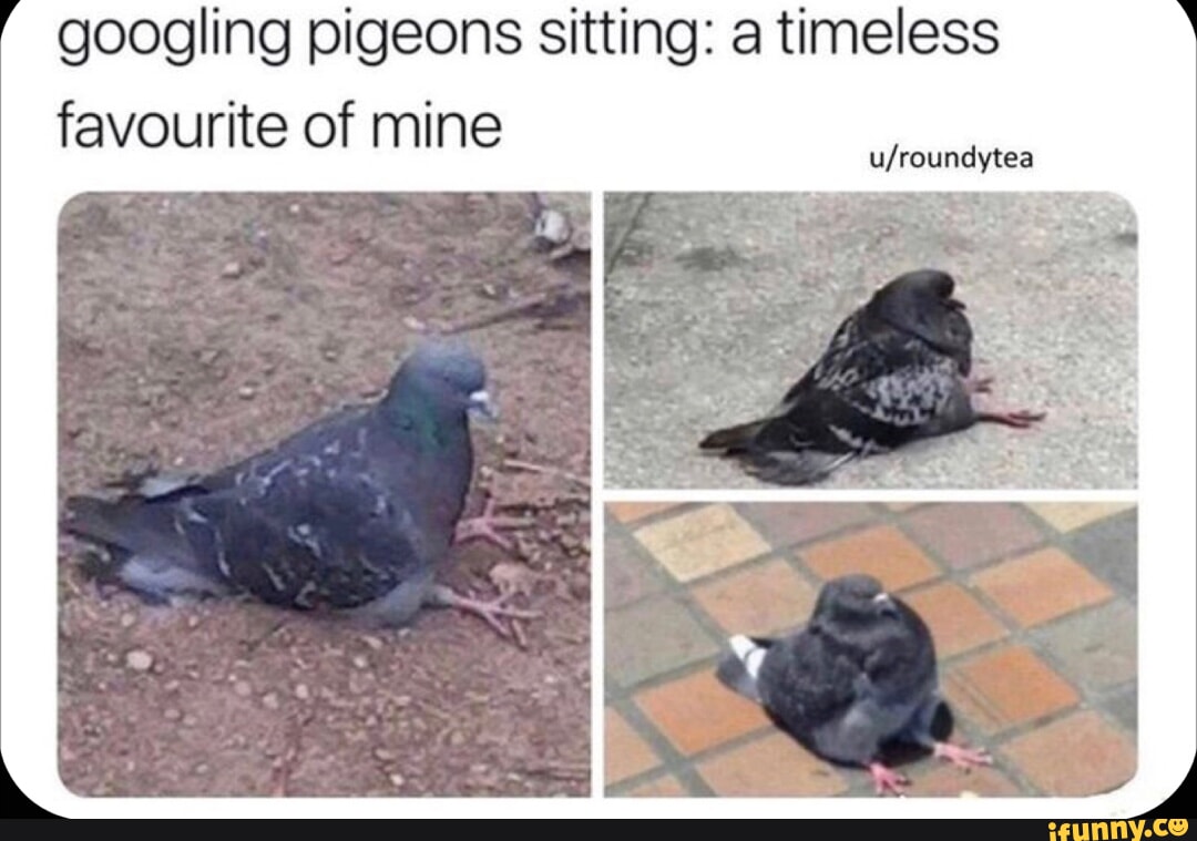 Video memes 4UIP7ix1B by GrammarNazz - iFunny