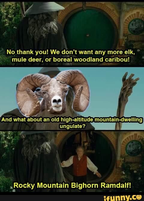 Caribou memes. Best Collection of funny Caribou pictures on iFunny