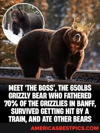 MEET "THE BOSS', THE 650LBS- GRIZZLY BEAR WHO FATHERED '70% OF THE ...