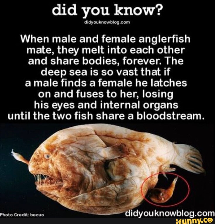 Did you know? When male and female anglerfish mate, they melt into each ...