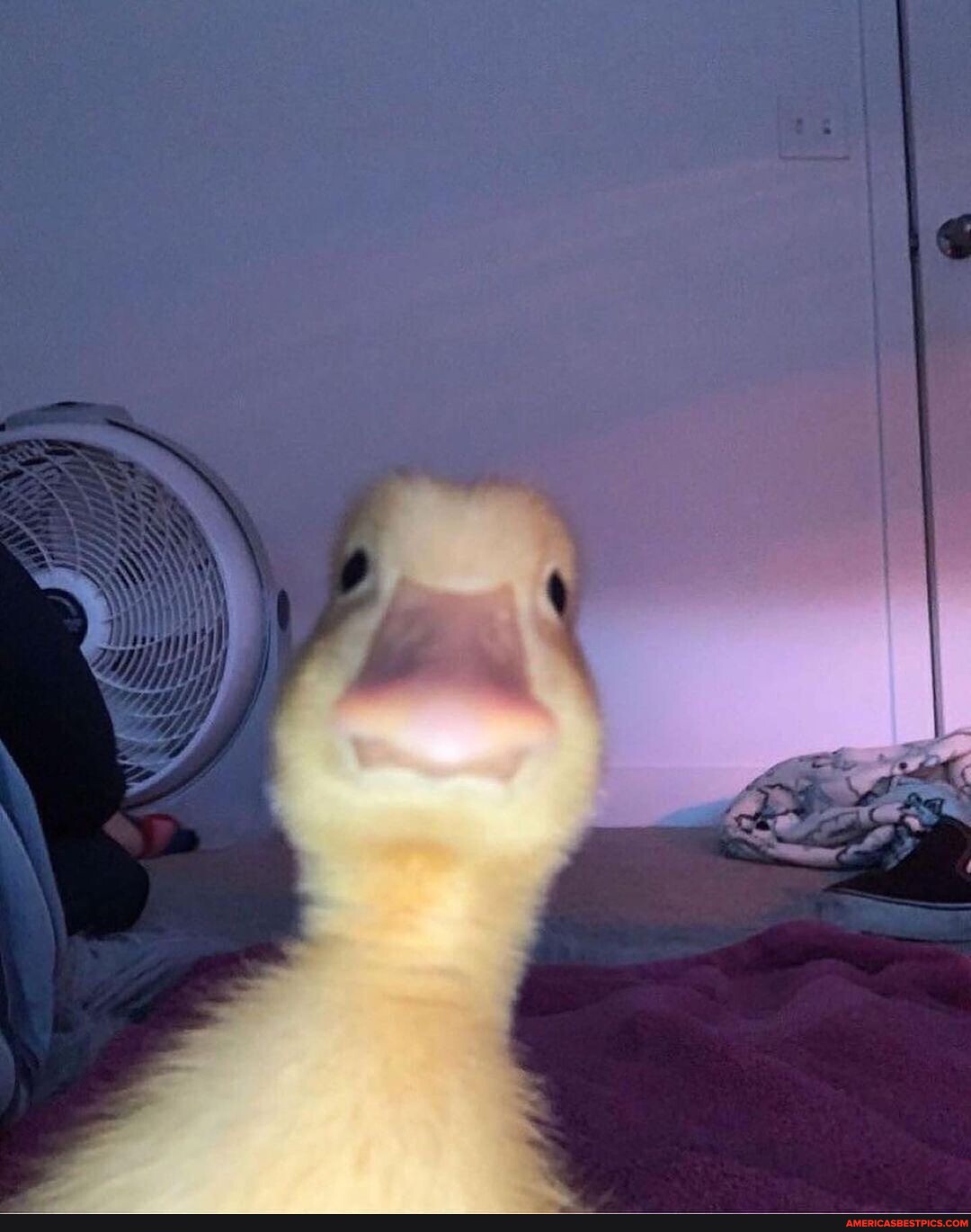 10 funny ducklings! 🐥💛 Which one is your favorite from 1-10? - Photo 1 ...