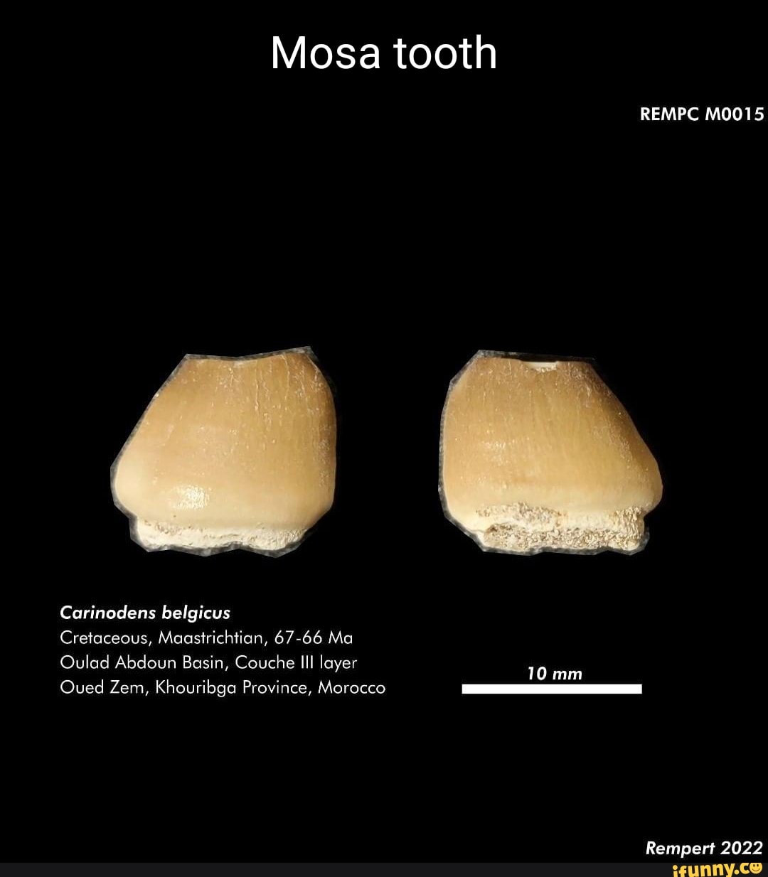 Mosa tooth Carinodens belgicus Cretaceous, Maastrichtian, 67-66 Ma ...