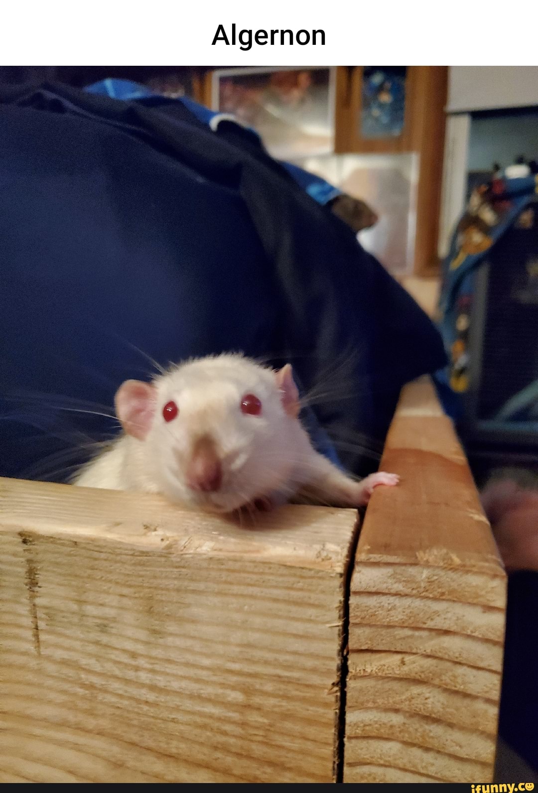 Ratto memes. Best Collection of funny Ratto pictures on iFunny