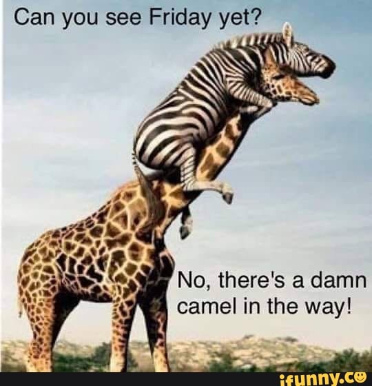 Can you see Friday yet? No, there‘s a damn camel in the way! - iFunny