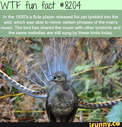 Lyrebirds memes. Best Collection of funny Lyrebirds pictures on iFunny