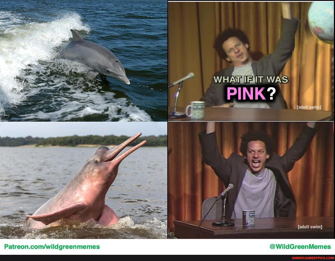 🐬 Meme by @beingevolved - PINK? I adult swim) @WildGreenMemes - America ...