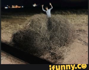 Tumbleweeds memes. Best Collection of funny Tumbleweeds pictures on iFunny