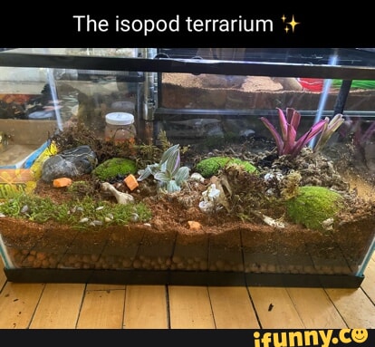 Terrarium memes. Best Collection of funny Terrarium pictures on iFunny