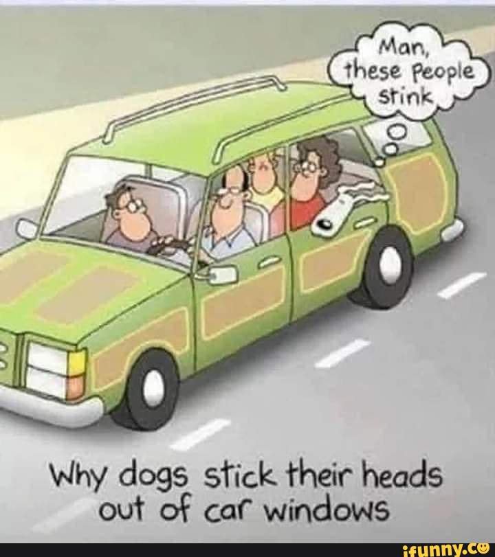 Why Do Dogs Stick Their Heads Out Car Windows