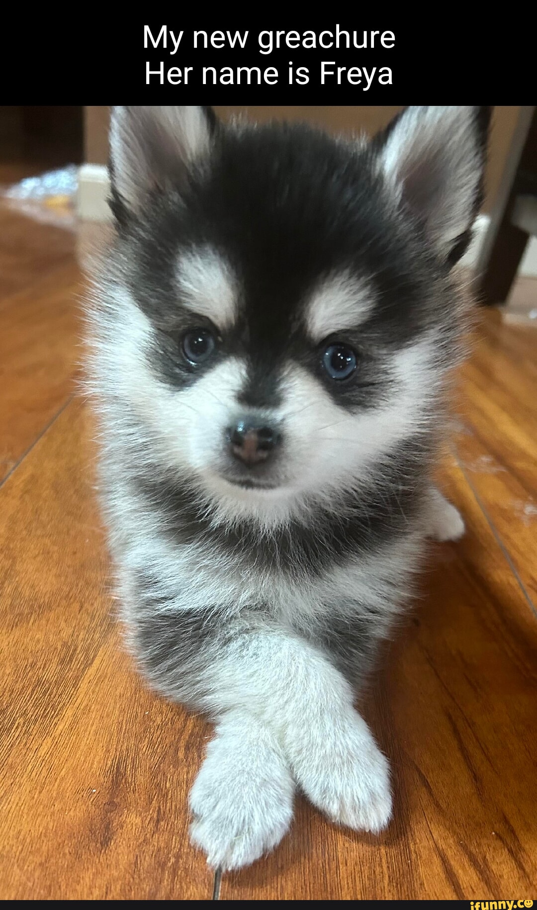 Freya memes. Best Collection of funny Freya pictures on iFunny