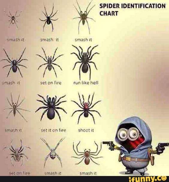 SPIDER IDENTIFICATION CHART smash it smash it smash it mash set on fire ...