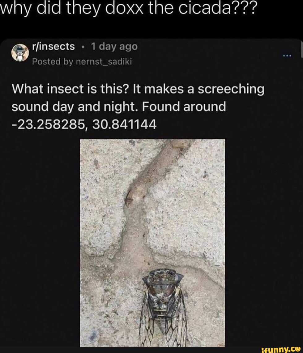 Why did they doxx the cicada??? insects 1 day ago PP What insect is ...