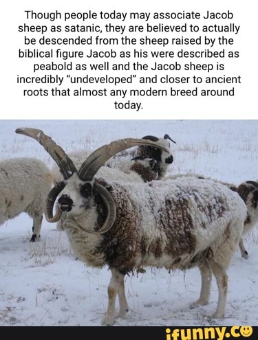 Funny Sheep Memes