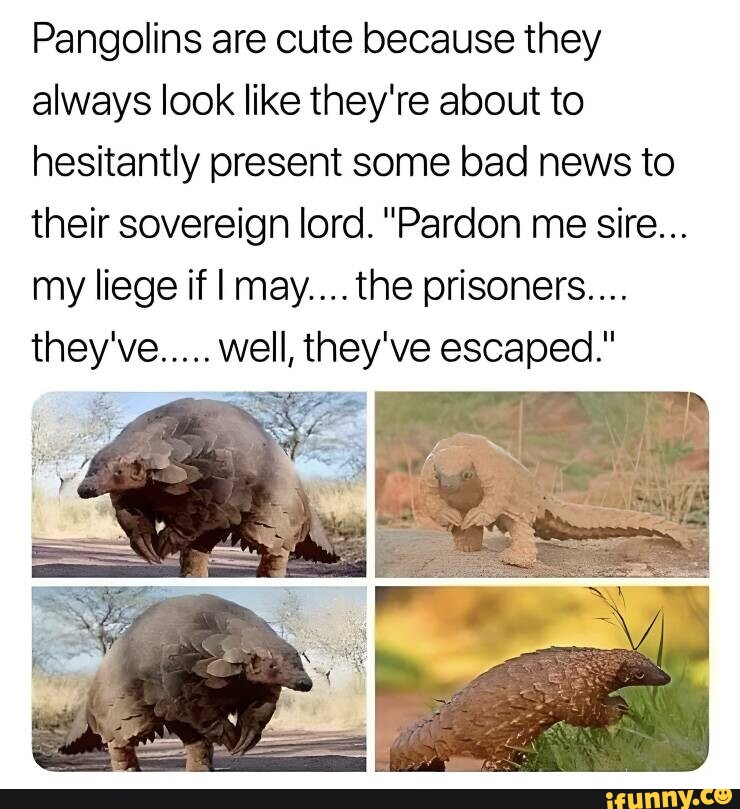 Pangolins memes. Best Collection of funny Pangolins pictures on iFunny