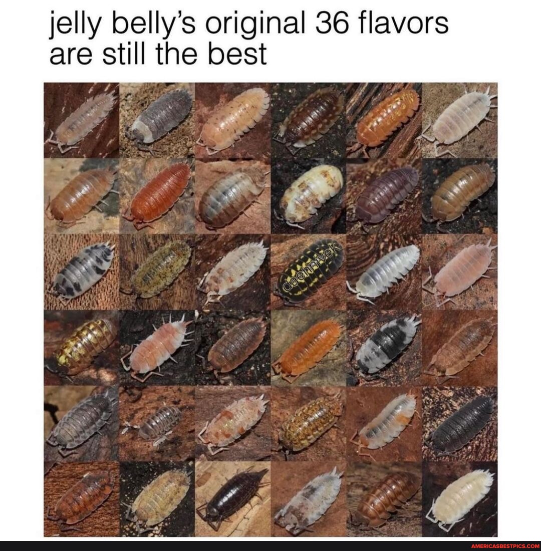 I love jelly beans #isopods #isopod #entomemeology #entomologymemes ...