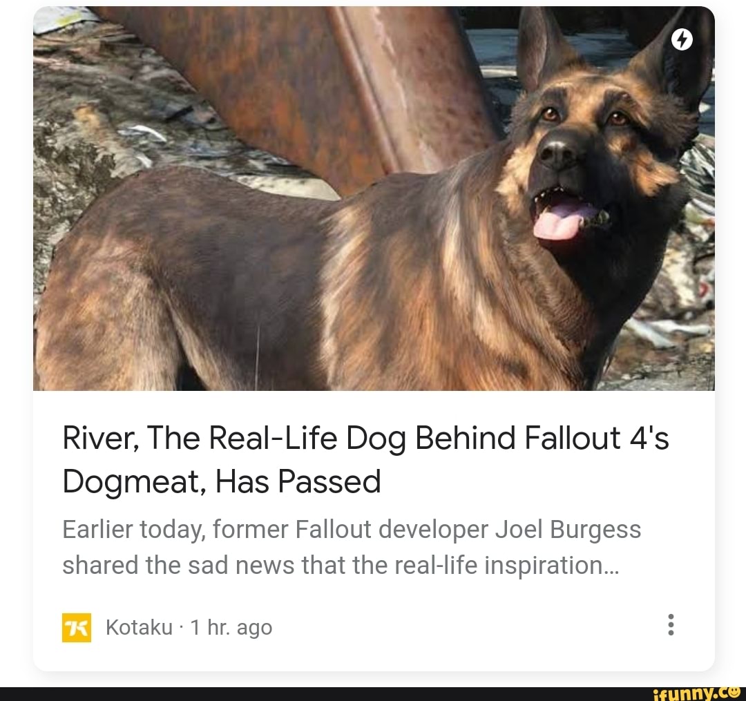 River, The Real-Life Dog Behind Fallout Dogmeat, Has Passed Earlier ...