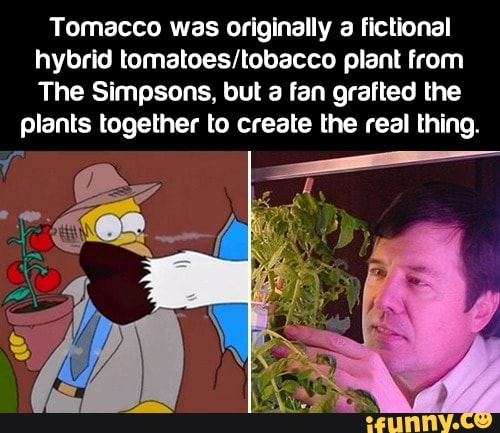 Tomacco was originally a fictional hybrid tomatoes/tobacco plant from ...