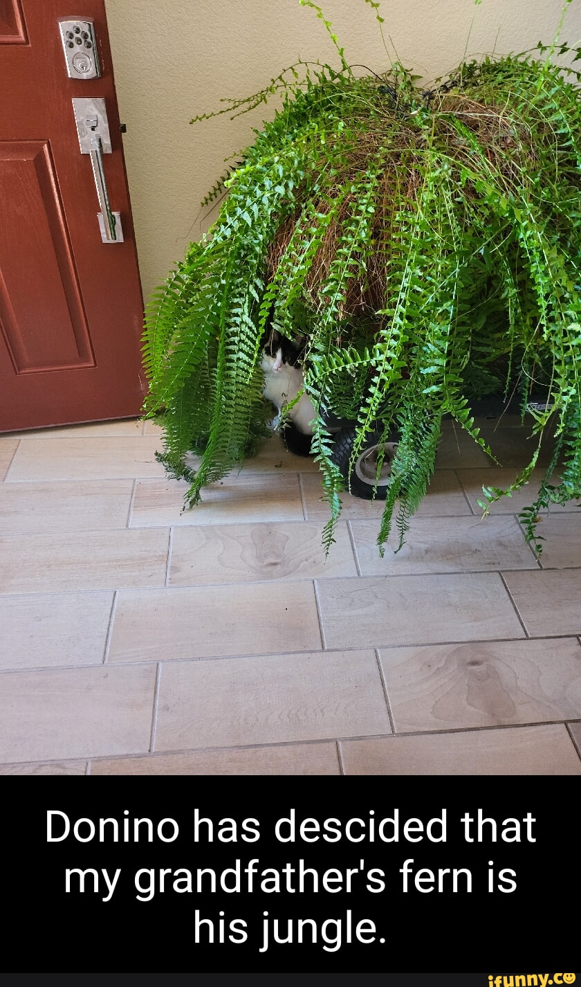 Fern memes. Best Collection of funny Fern pictures on iFunny