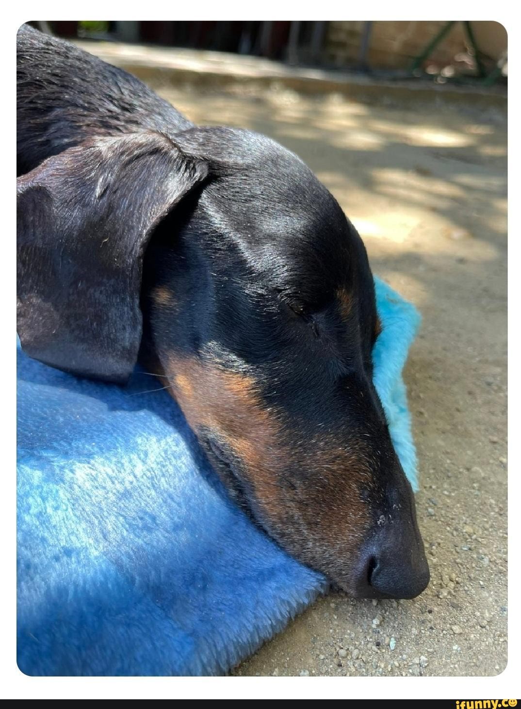 Rainbow_bridge memes. Best Collection of funny Rainbow_bridge pictures ...